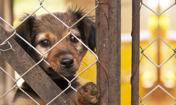 One of a Kind Pet Rescue | Pet Rescue | Adoption Center | Spay & Neuter ...