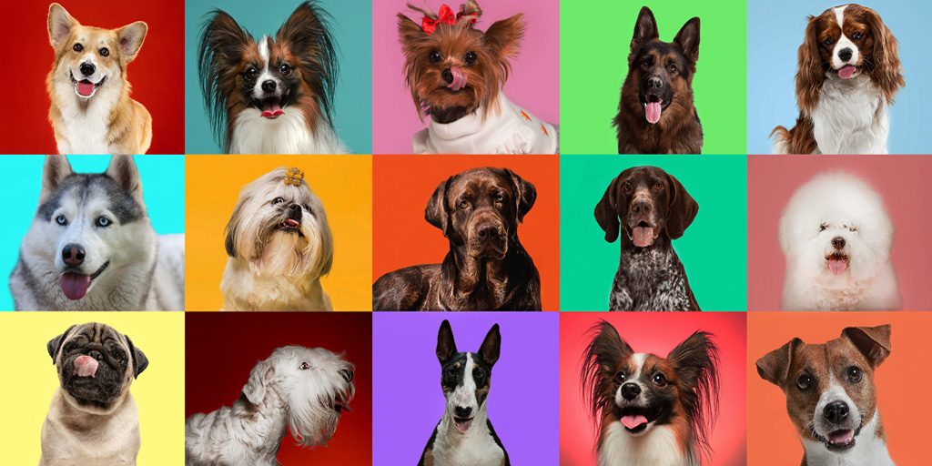 National Dog Week | One of a Kind Pet Rescue