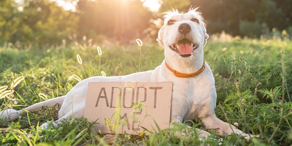 Adoption 101 | One of a Kind Pet Rescue