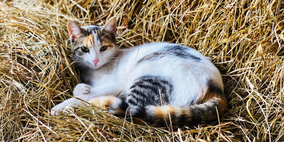 Barn Cat Placement Program | One of a Kind Pet Rescue